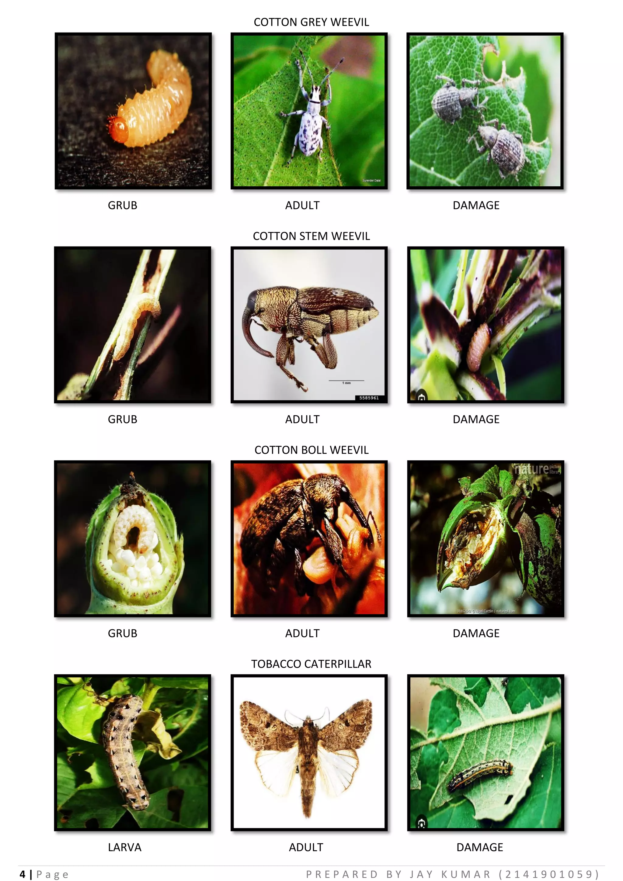 IMAGES OF PESTS OF COTTON | PDF