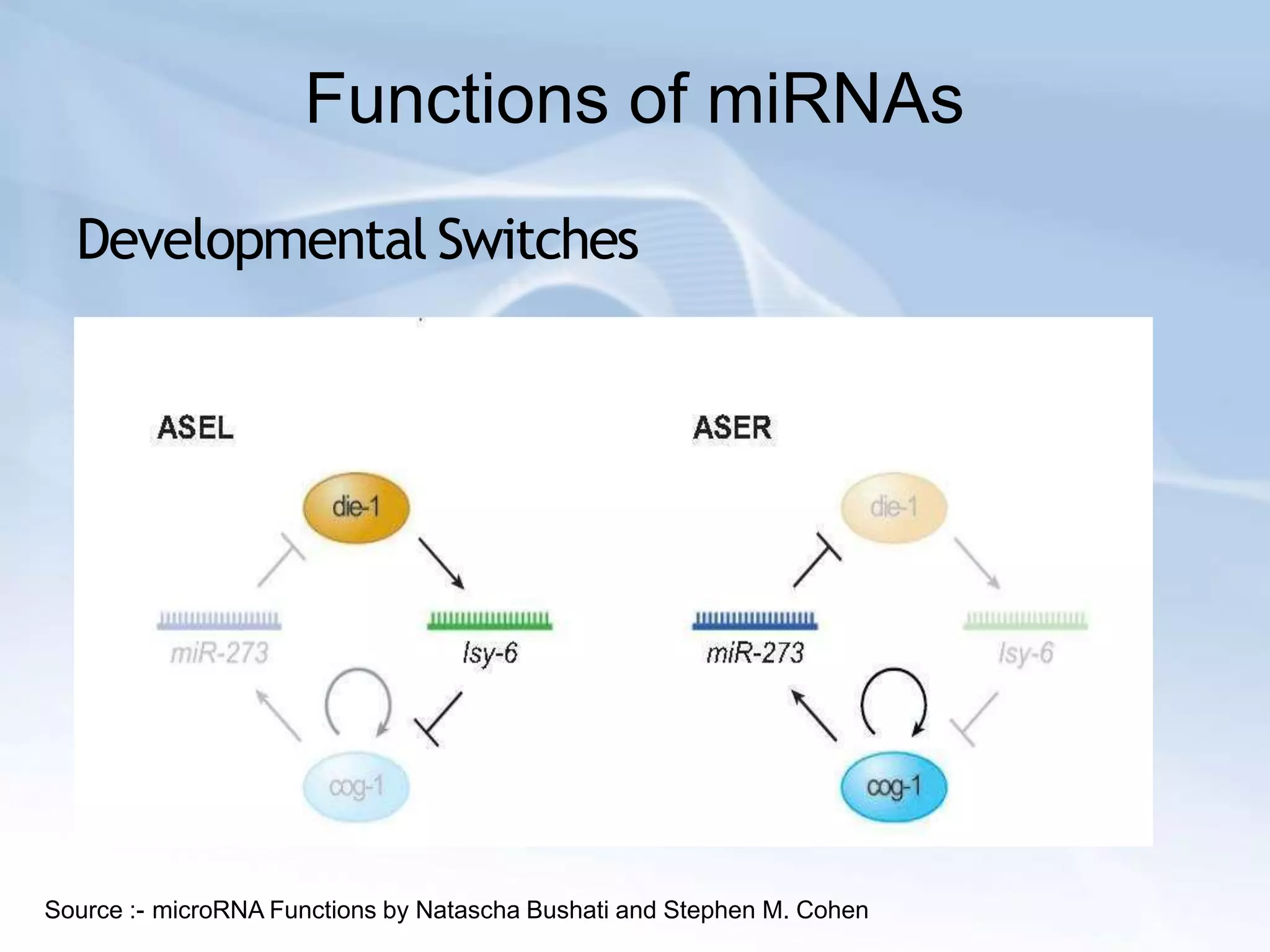 miRNA - Biogenesis, Function and Regulation | PPTX | Cancer | Diseases and Conditions
