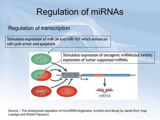 miRNA - Biogenesis, Function and Regulation | PPTX | Cancer | Diseases ...