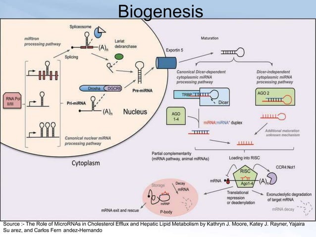 miRNA - Biogenesis, Function and Regulation | PPTX | Cancer | Diseases ...