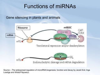 miRNA - Biogenesis, Function and Regulation | PPTX