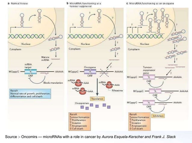 miRNA - Biogenesis, Function and Regulation | PPTX | Cancer | Diseases ...
