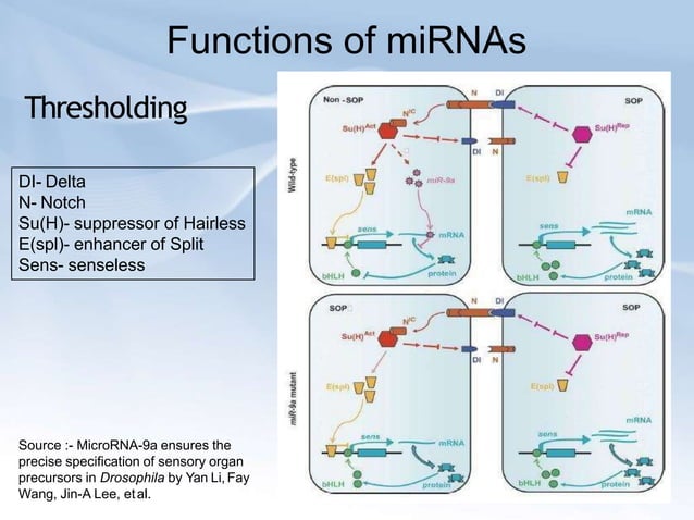 miRNA - Biogenesis, Function and Regulation | PPTX | Cancer | Diseases ...