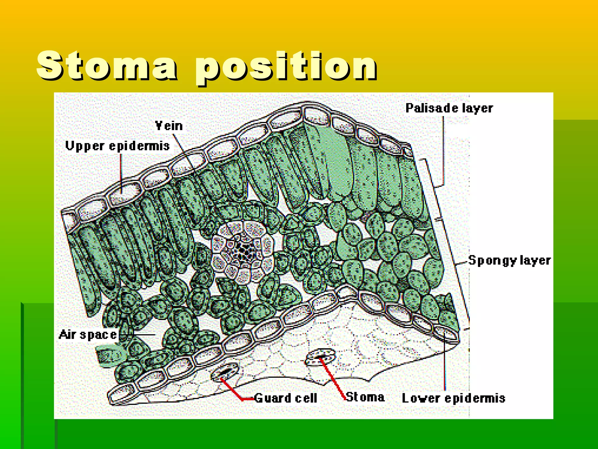 Structure and Function of Leaves | PPT