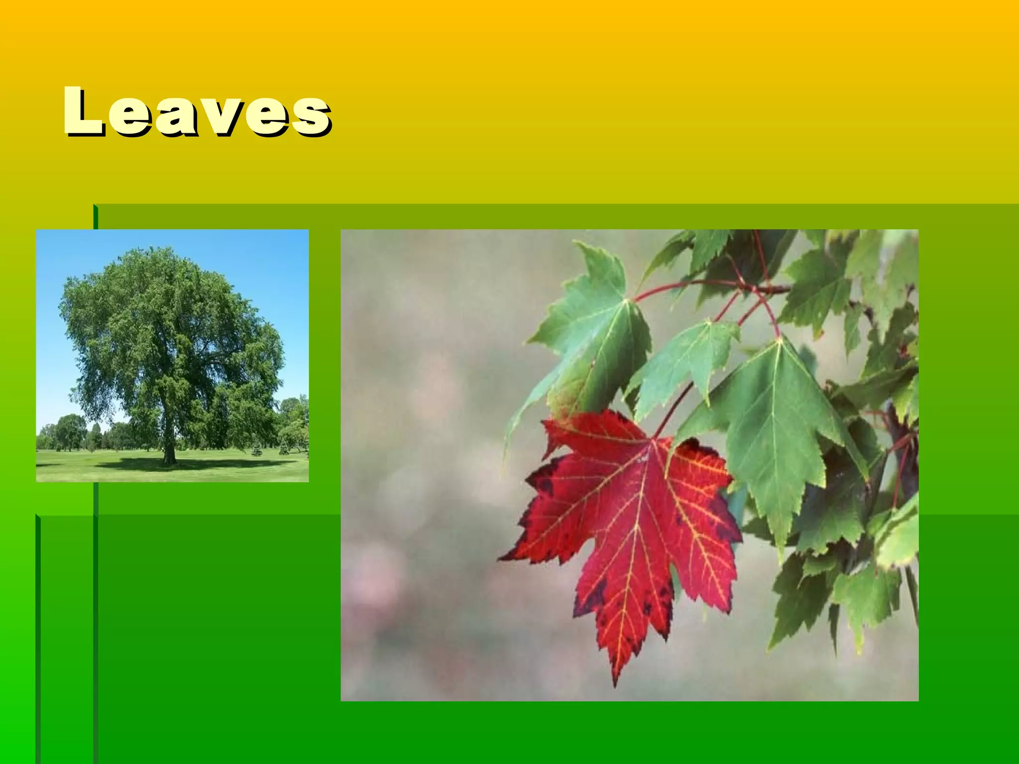 Structure and Function of Leaves | PPT