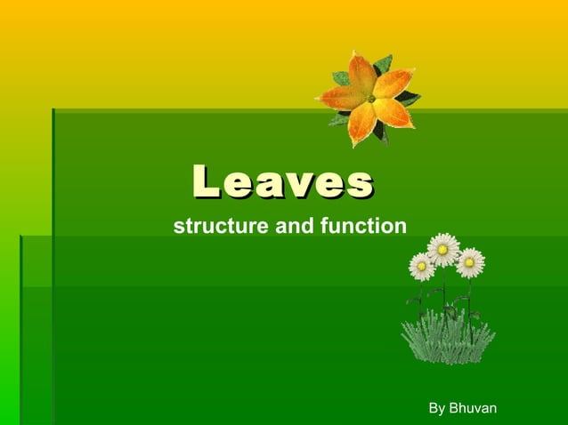 Structure and Function of Leaves | PPT