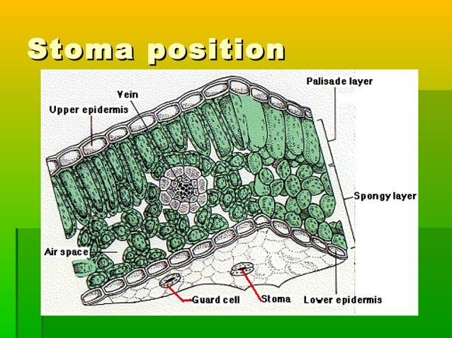 Structure and Function of Leaves | PPT