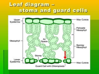 Leaf Cell Diagram