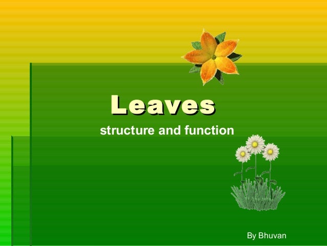 structure-and-function-of-leaves