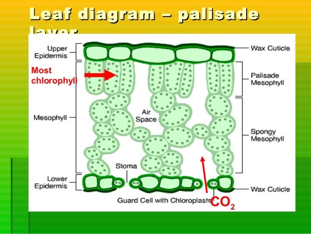 Structure And Function Of Leaves Structure And Function Of Leaves