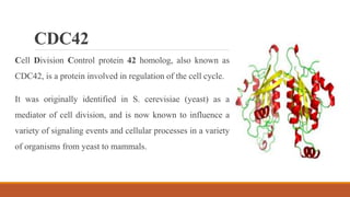 Rho family of GTPases | PPTX