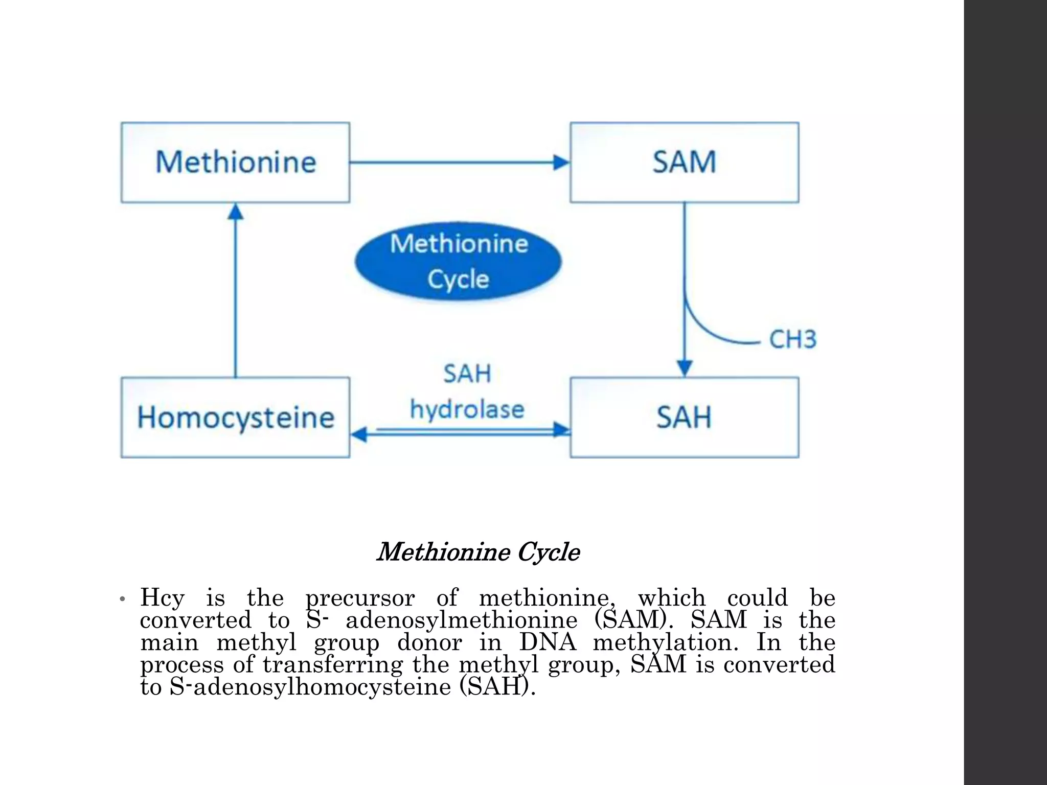 The Role of DNA Methylation in Coronary Artery Disease | PPTX
