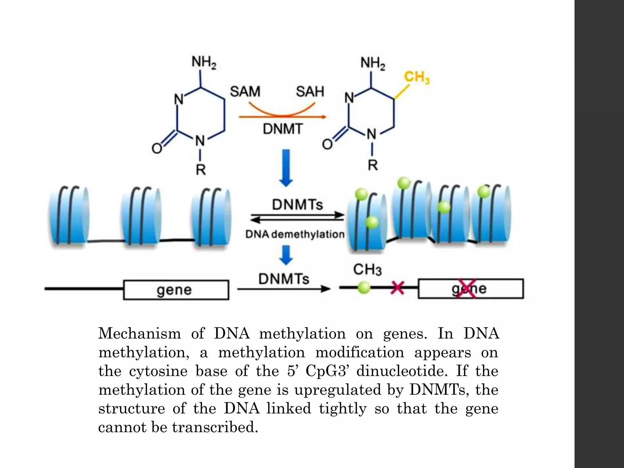 The Role of DNA Methylation in Coronary Artery Disease | PPTX | Heart ...