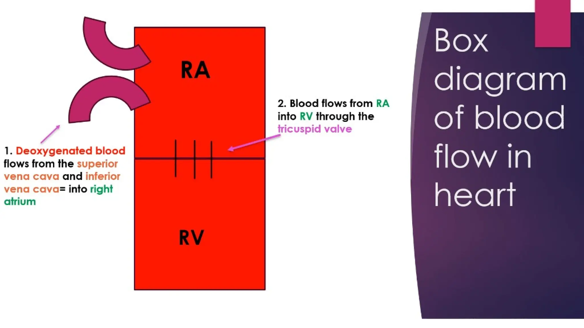 Blood flow through the Heart- Grade 10- term 3 | PPTX