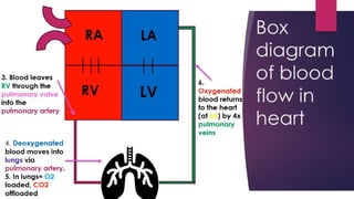 Blood flow through the Heart- Grade 10- term 3 | PPTX