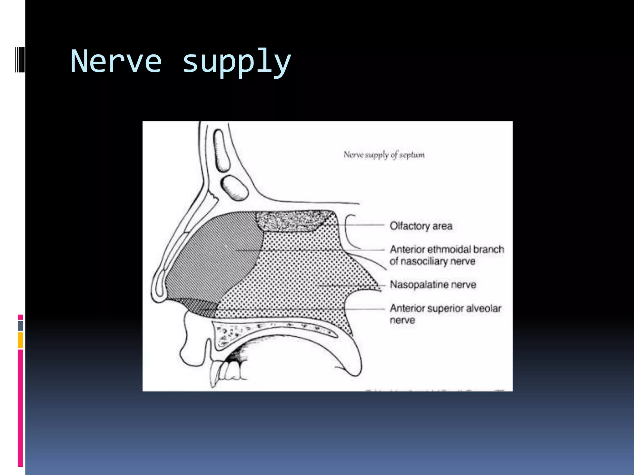 endoscopic anatomy of nasal cavity | PPTX