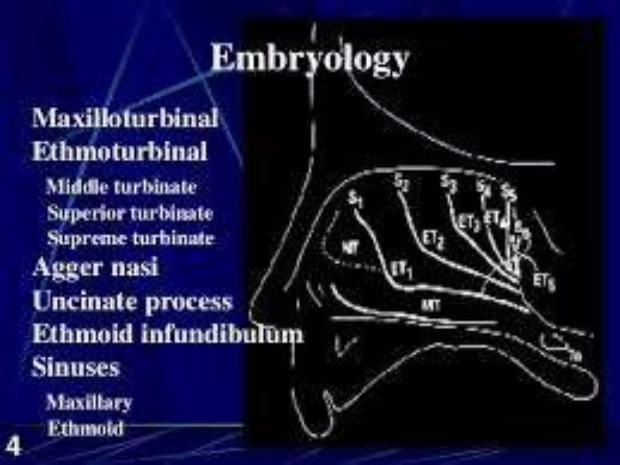 endoscopic anatomy of nasal cavity | PPTX