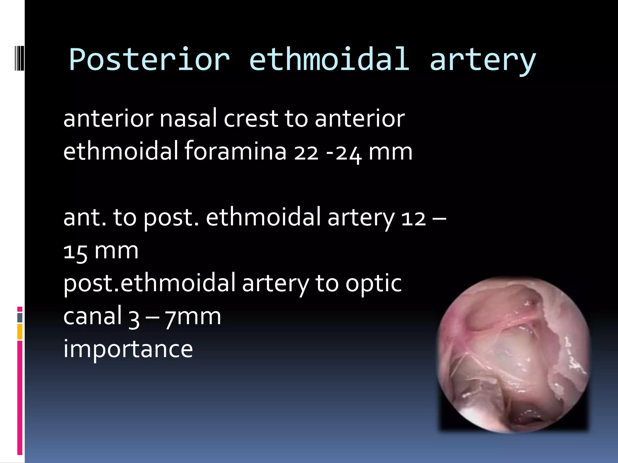 endoscopic anatomy of nasal cavity | PPTX