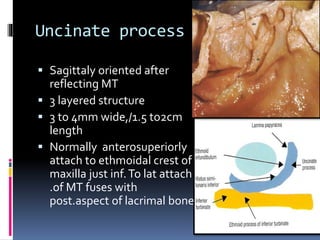 endoscopic anatomy of nasal cavity | PPTX