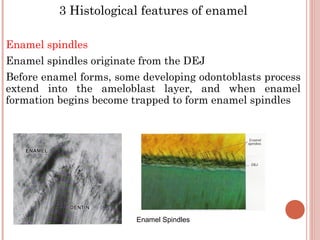 Enamel | PPT