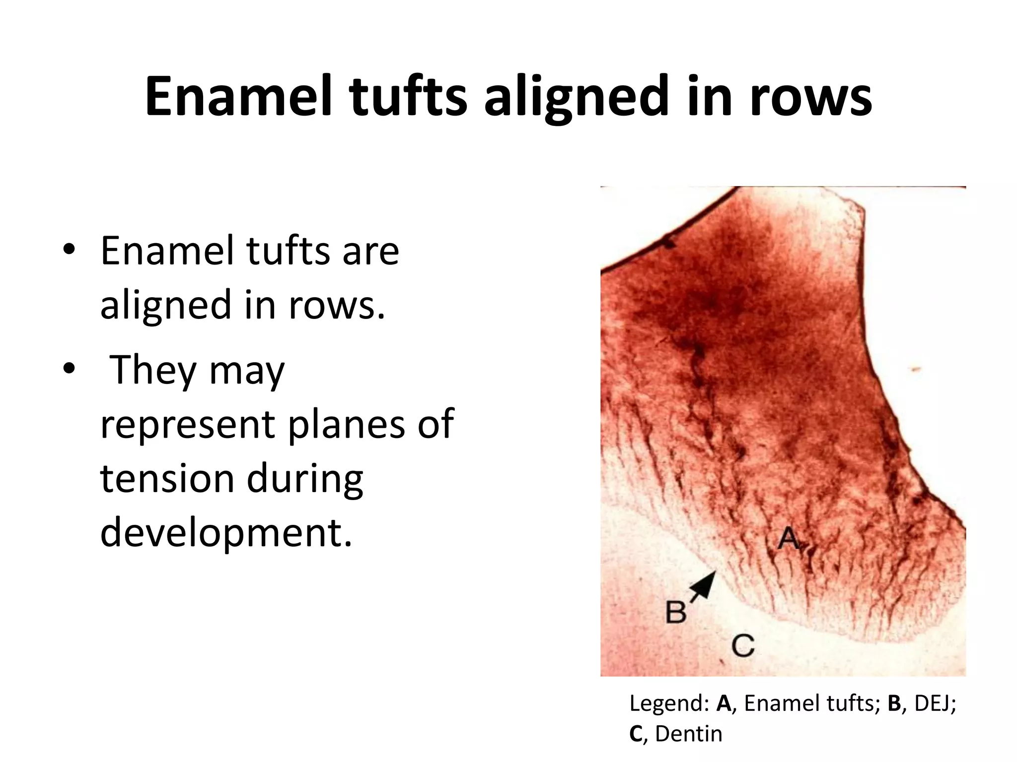 Enamel | PDF