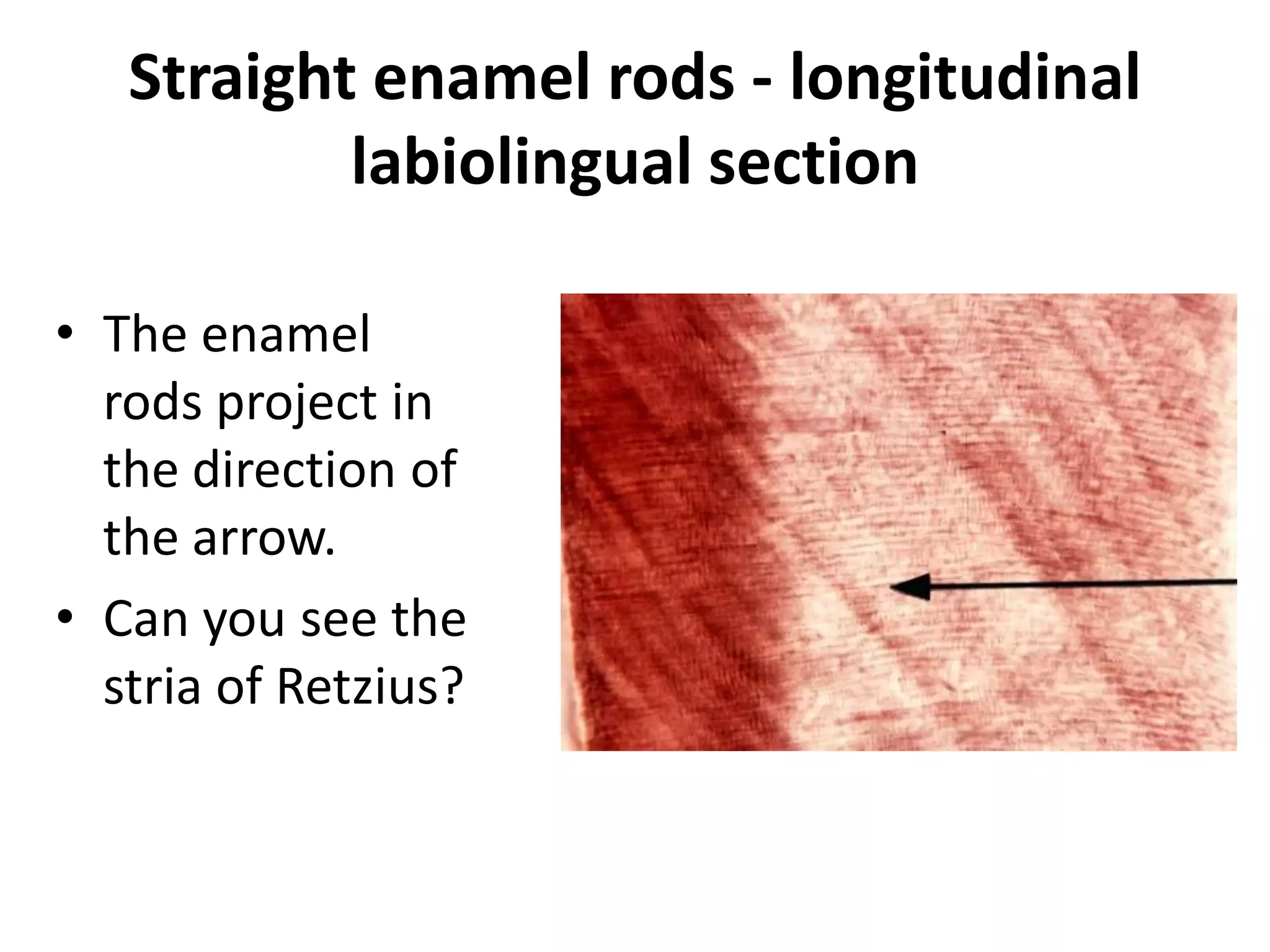 Enamel | PDF