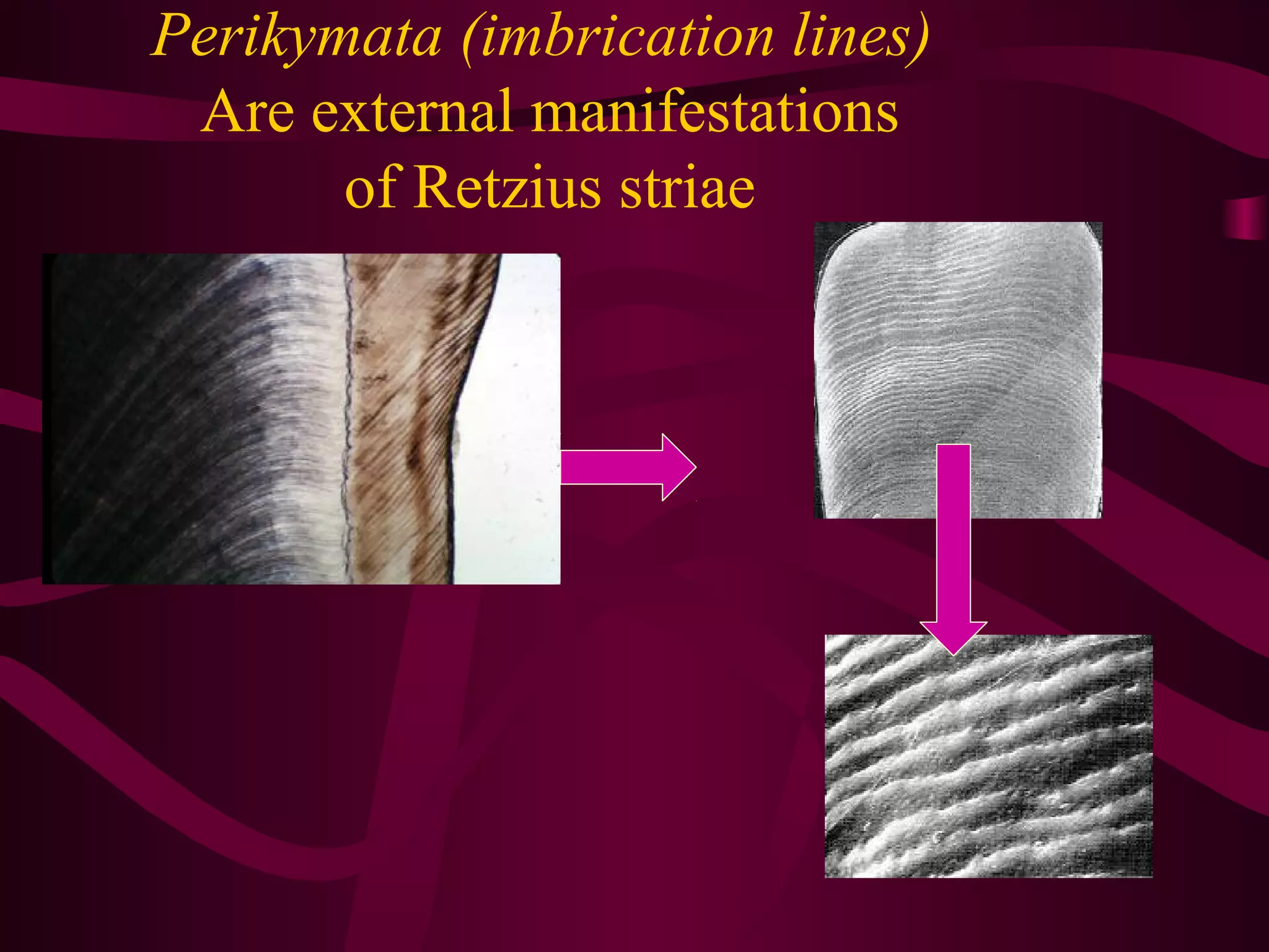 Histology of Enamel | PPT