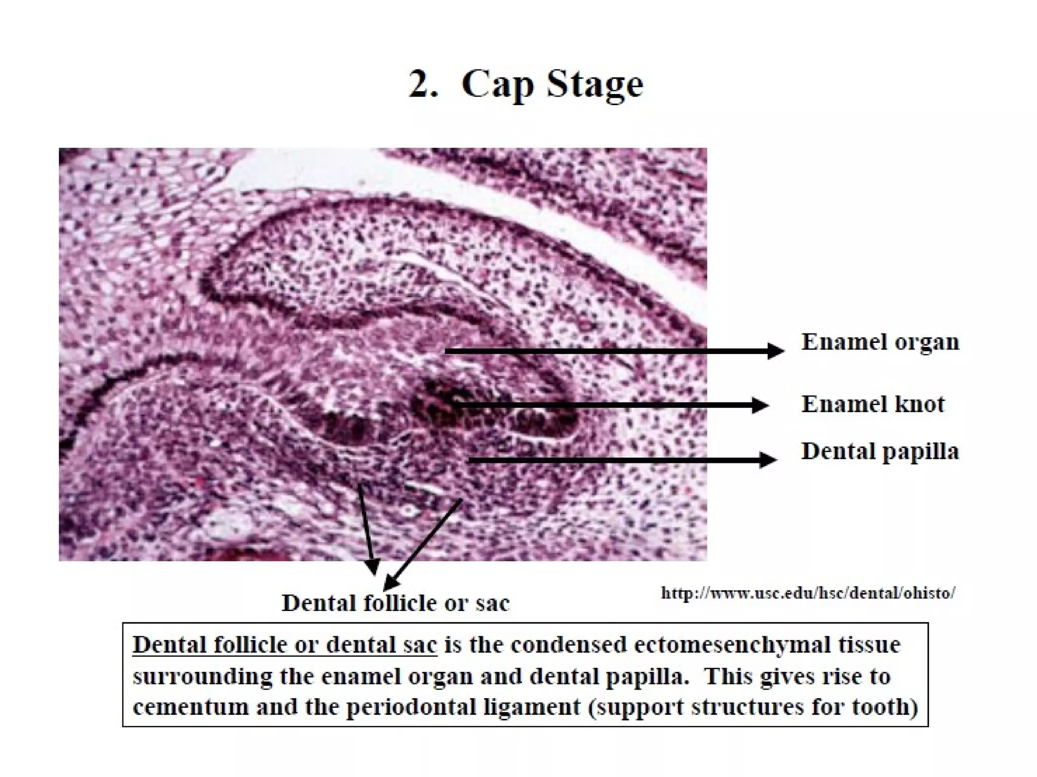 Histology of Enamel | PPT