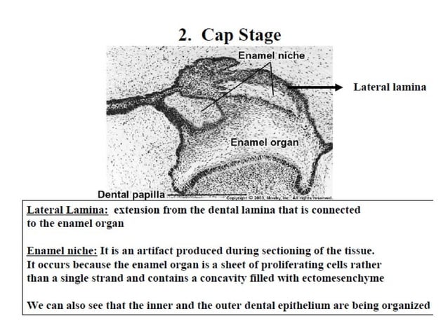 Histology of Enamel | PPT