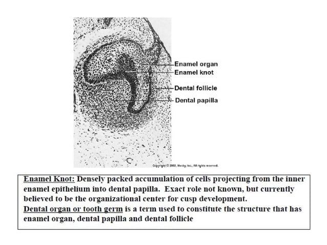 Histology of Enamel | PPT