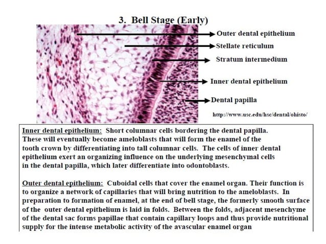 Histology of Enamel | PPT