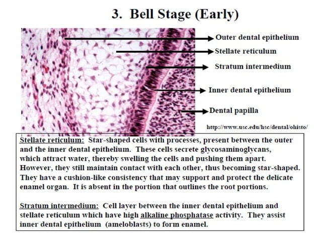 Histology of Enamel | PPT