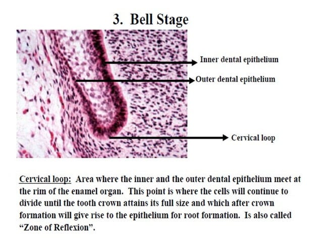 Histology of Enamel | PPT