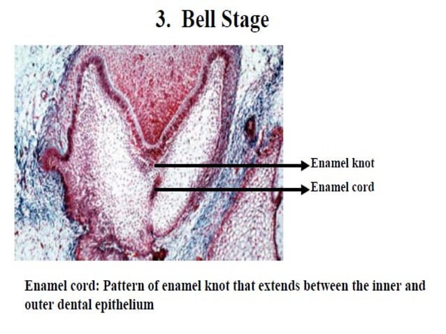 Histology of Enamel | PPT