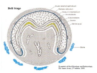 Histology of Enamel | PPT