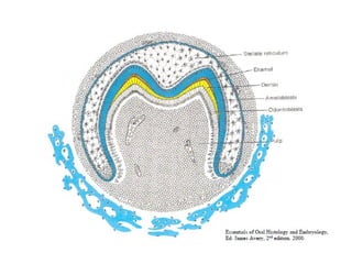 Histology of Enamel | PPT