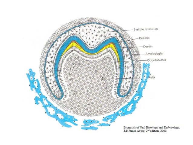 Histology of Enamel | PPT