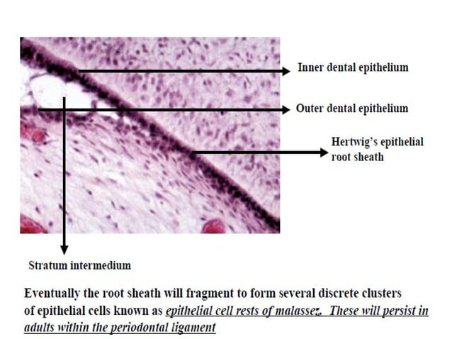 Histology of Enamel | PPT