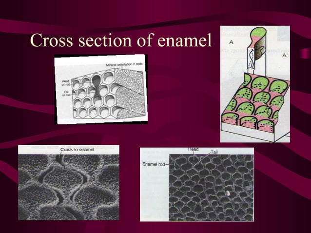 Histology of Enamel | PPT