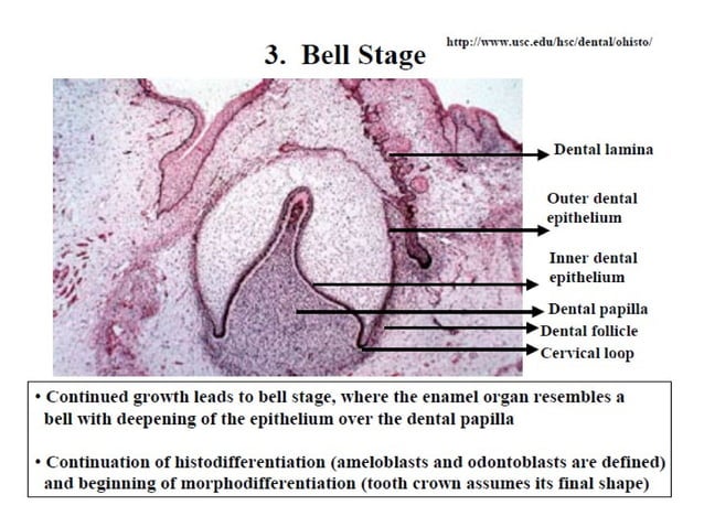 Histology of Enamel