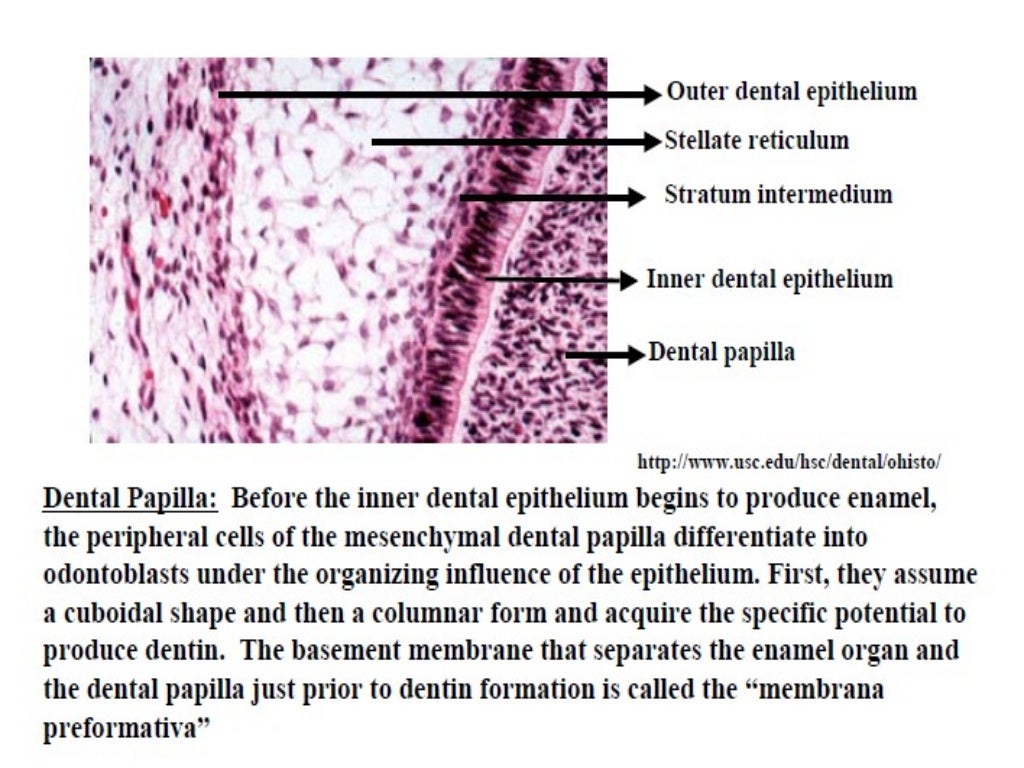 Histology of Enamel