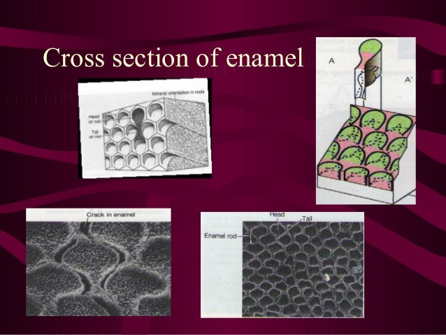 Histology of Enamel