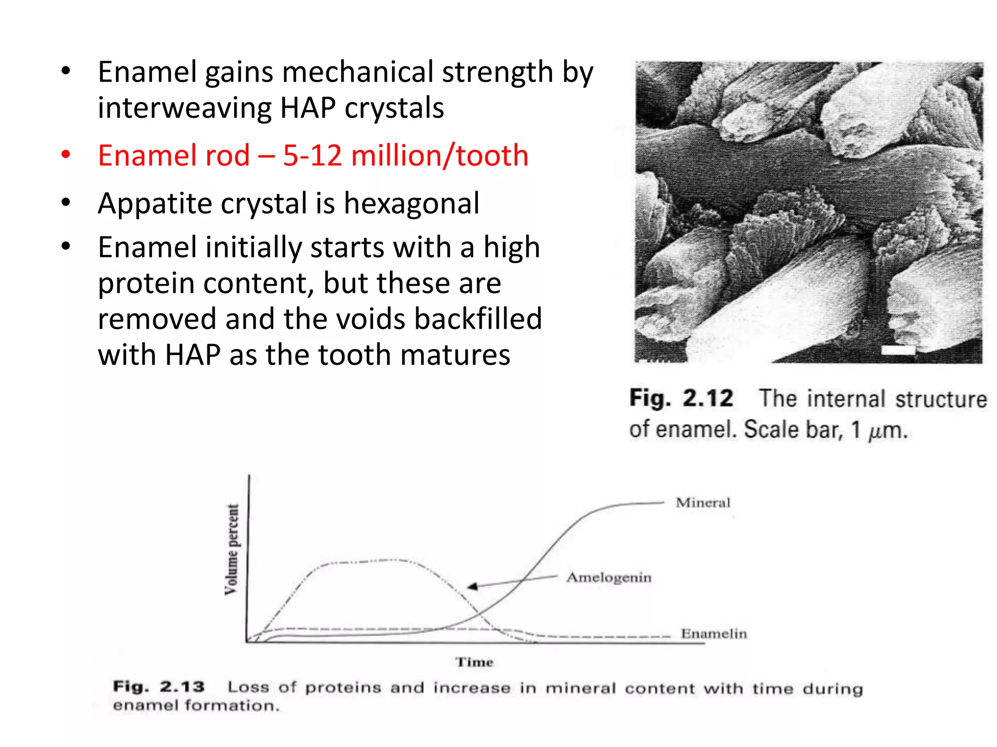 Enamel | PPTX | Dental Health | Diseases and Conditions