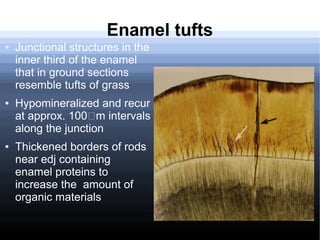 Enamel | ODP