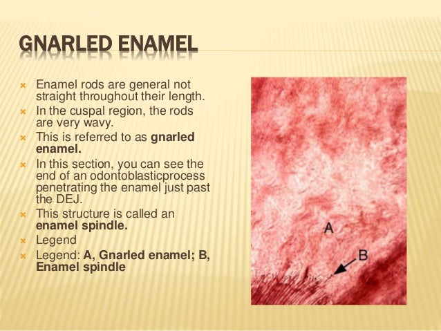 Enamel