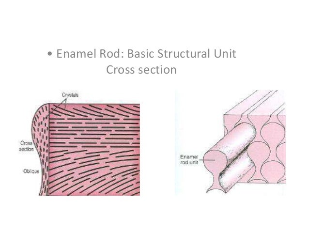 Enamel / orthodontics courses