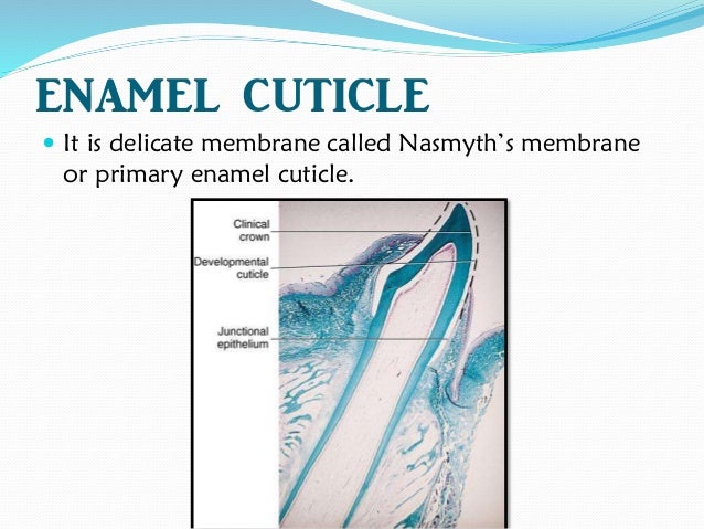 Enamel