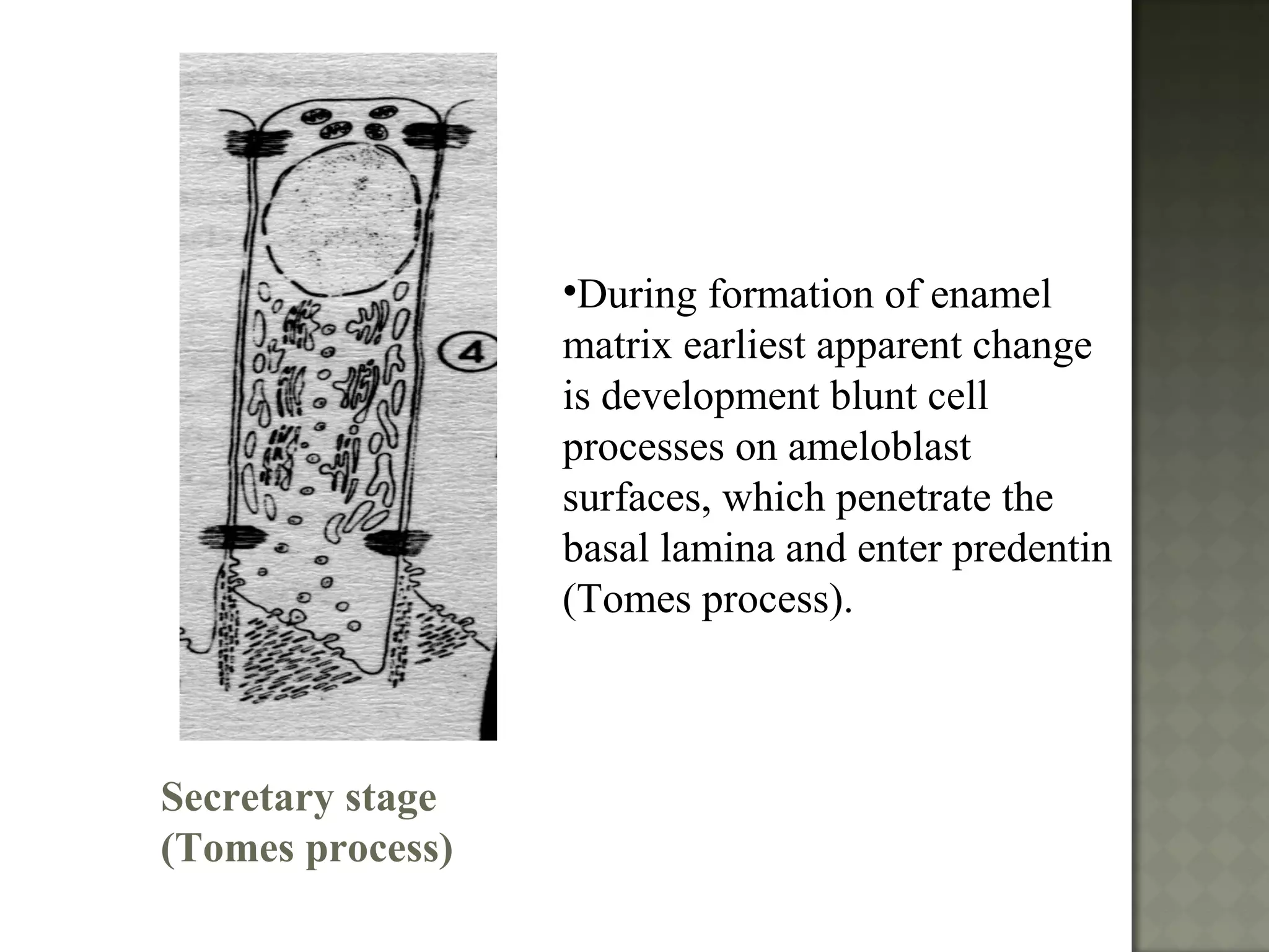 Enamel | PPT