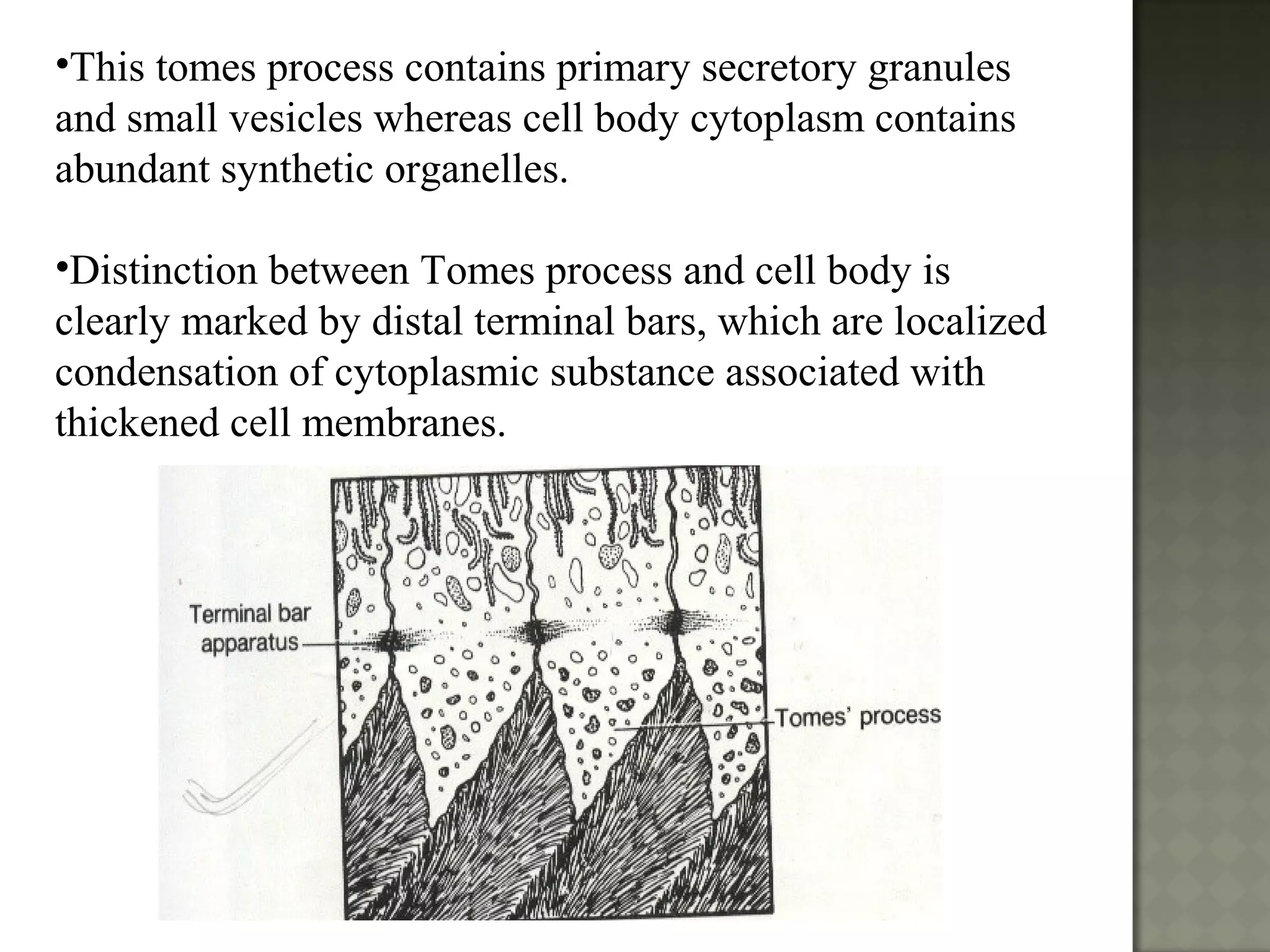 Enamel | PPT