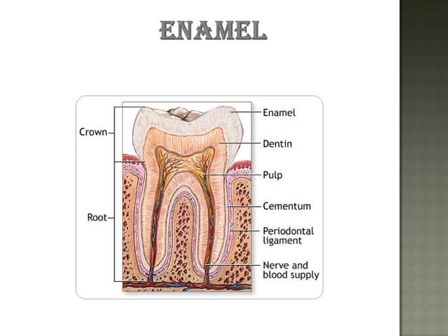 Enamel